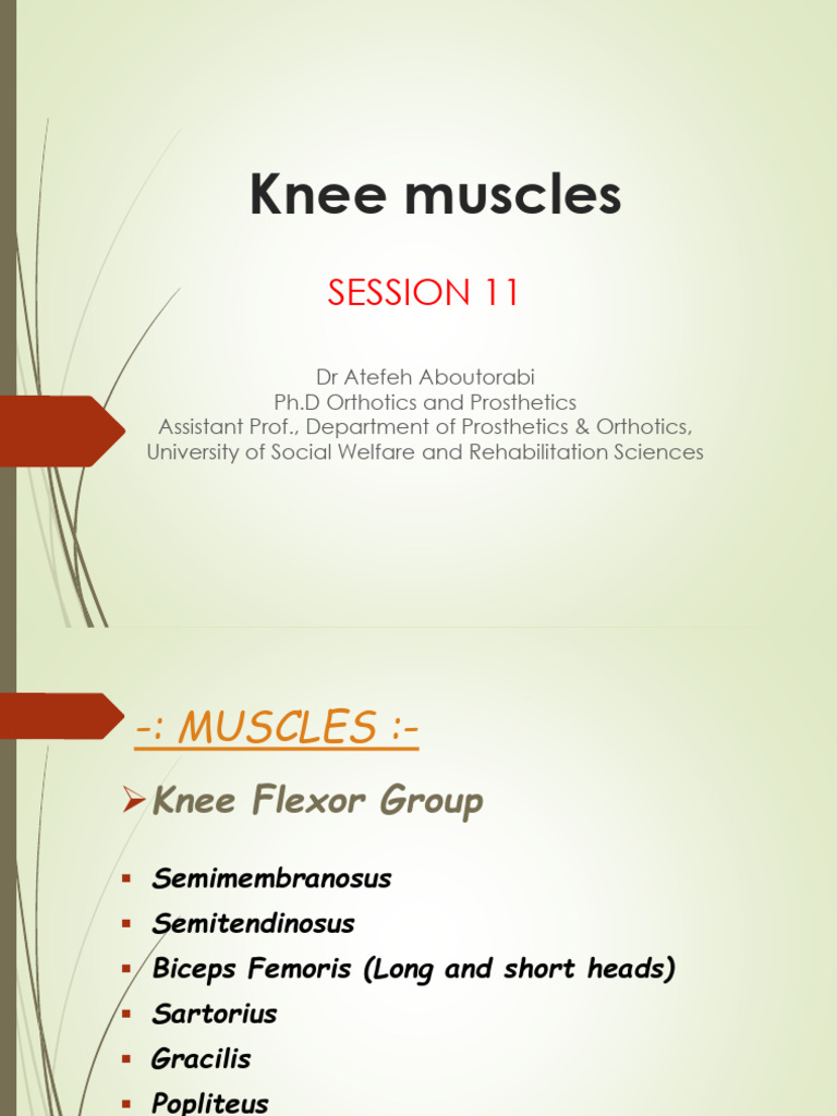 Session11 Knee Muscles | PDF