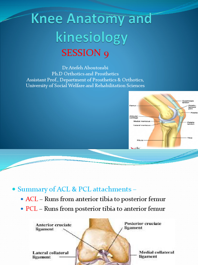 Session9-Knee Anatomy & Kinsiology | PDF | Knee | Joints