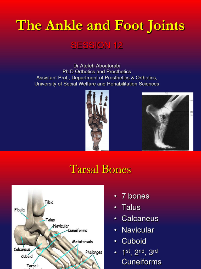 Session12 - Foot and Ankle Biomechanics | PDF | Foot | Ankle
