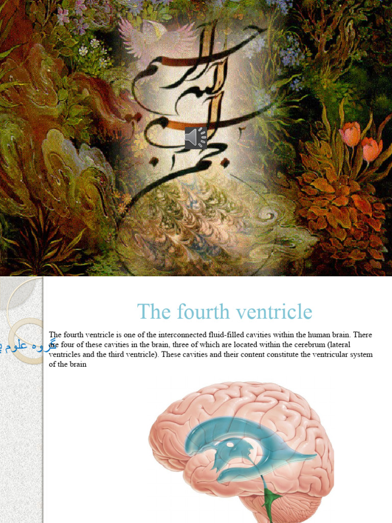 Fourth Ventricle | PDF