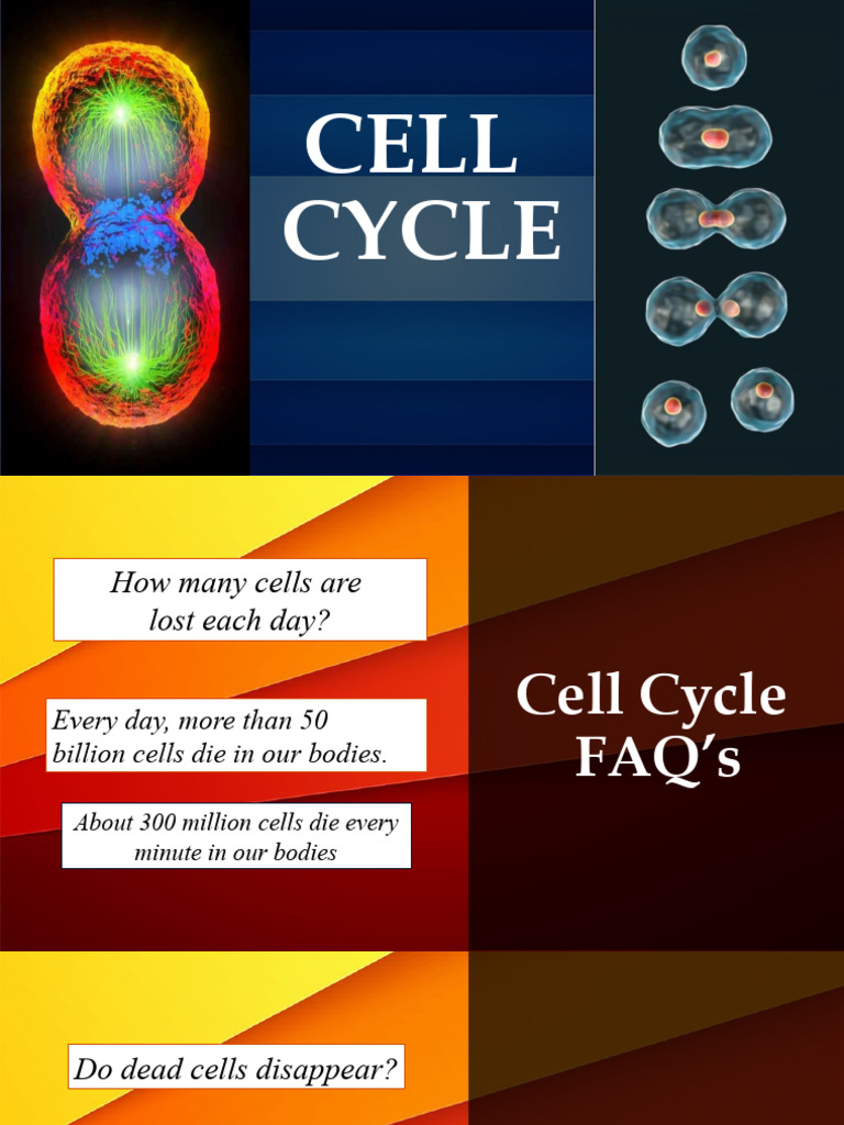 cell-cycle | PDF | Meiosis | Mitosis