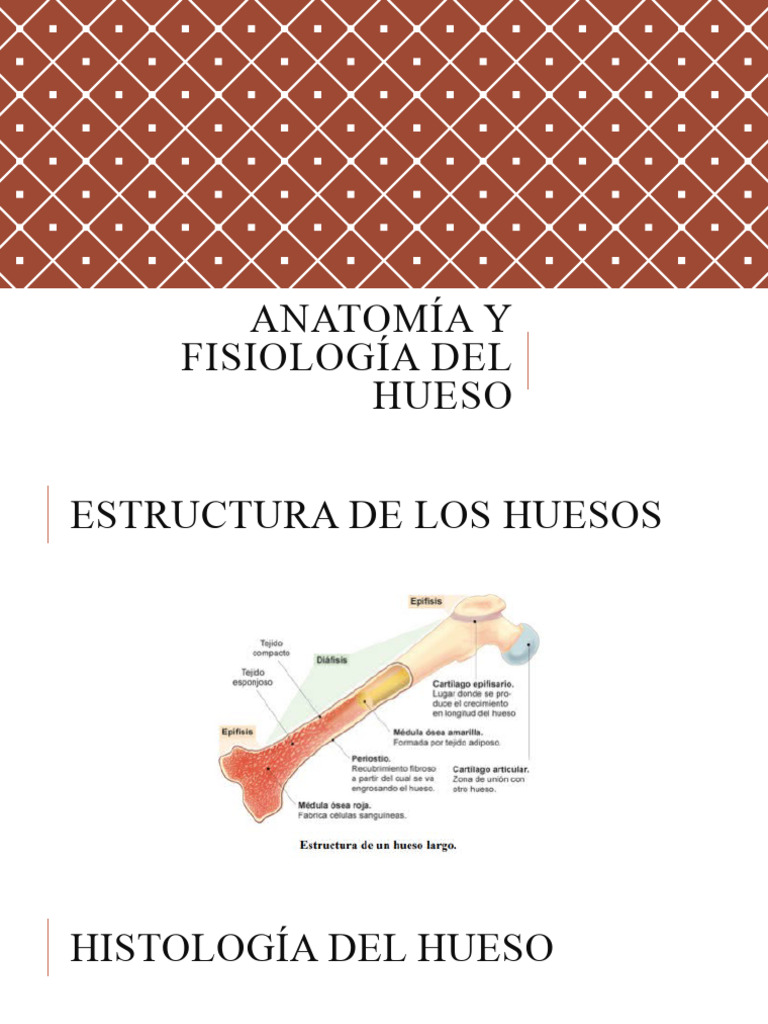 Anatomía y Fisiología Del Hueso | PDF
