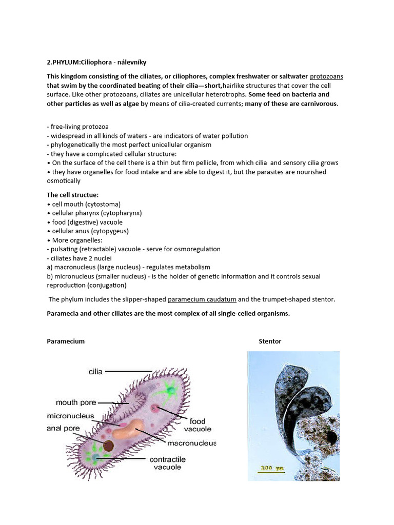 BIOLOGY notes ciliophora | PDF