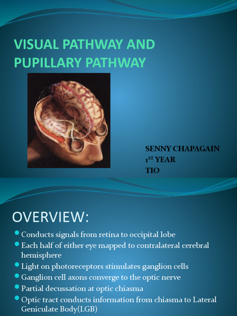 Visual Pathway | PDF | Visual System | Visual Cortex