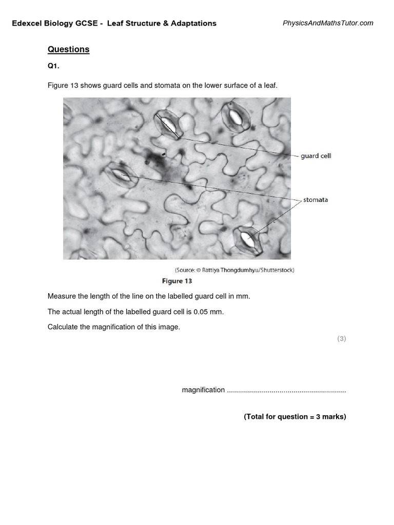 Leaf Structure & Adaptations | PDF