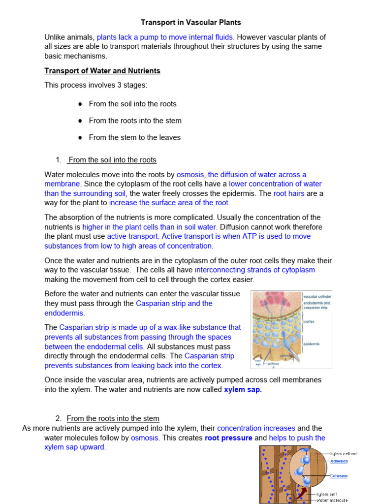 Lesson 6 Transport in Vascular Plants Student Note | PDF | Root | Anatomy