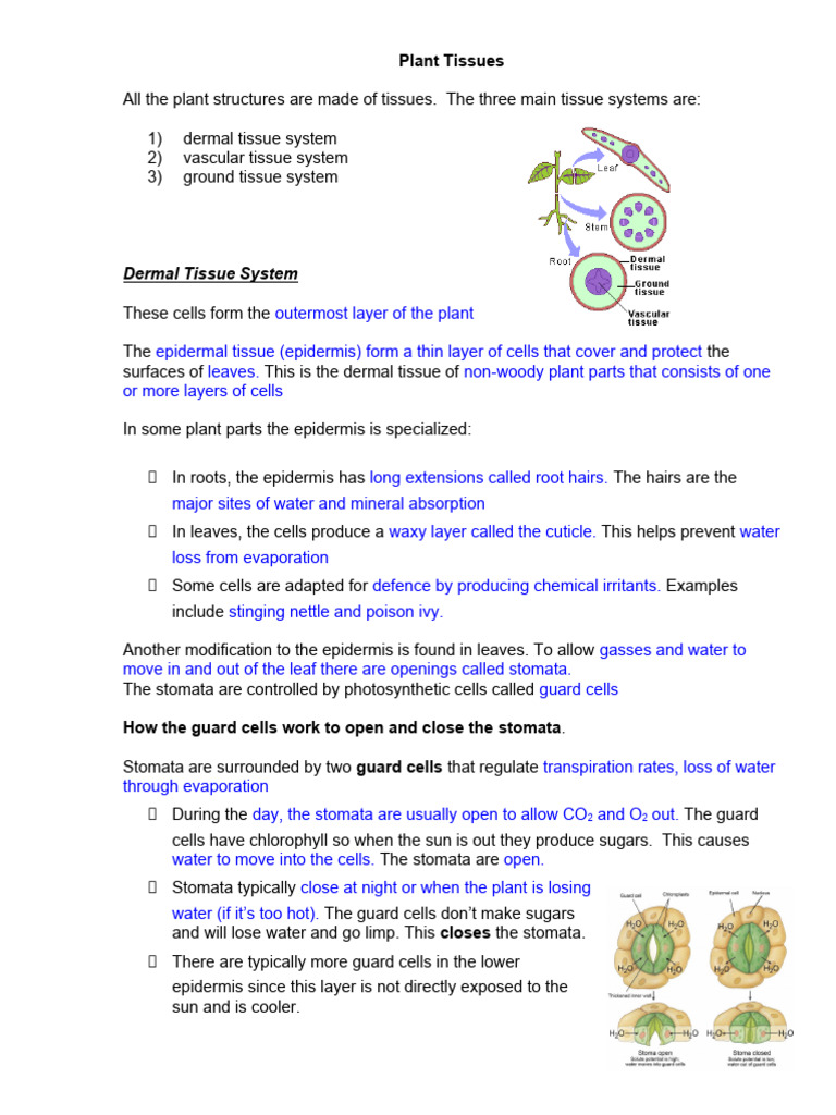 Lesson 3 Plant Tissues Student Note | PDF