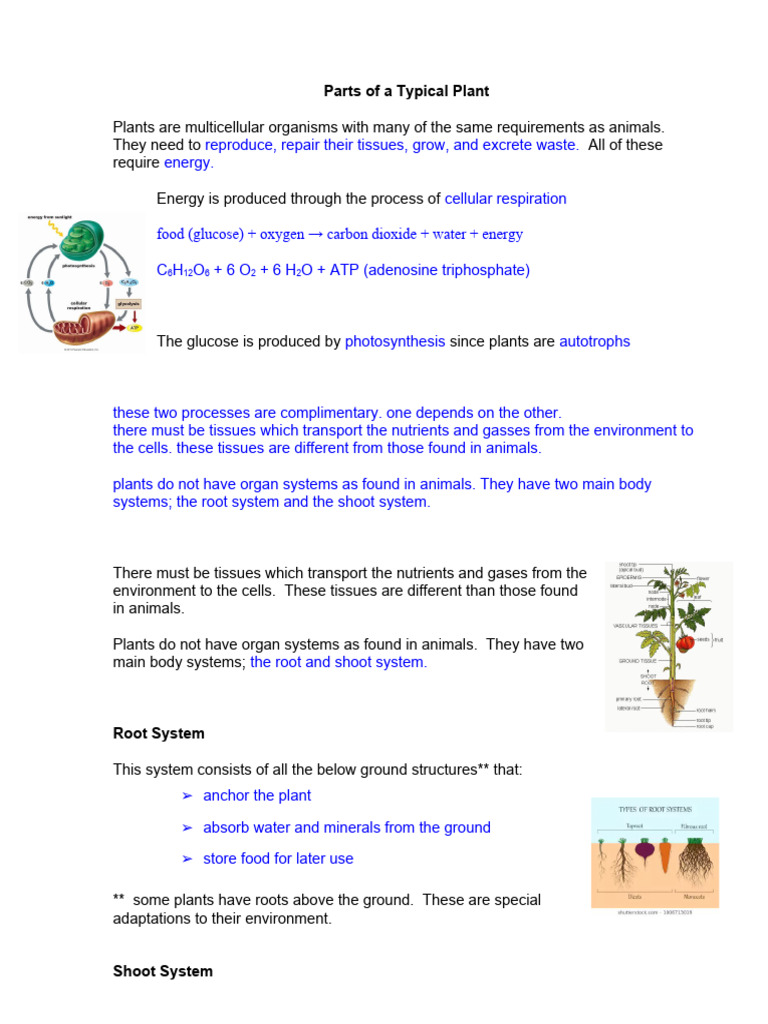 Overview of Plant Structure and Functions | PDF | Plants | Flowers