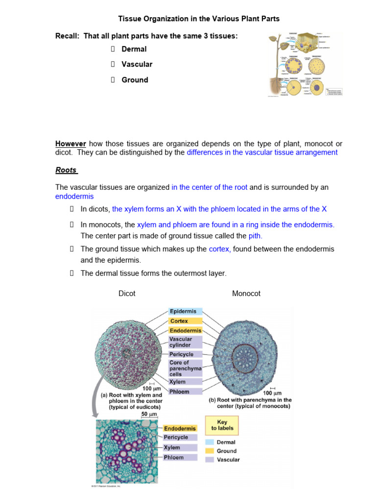 Lesson 4 Tissue Organization in The Various Plant Parts Student Note ...