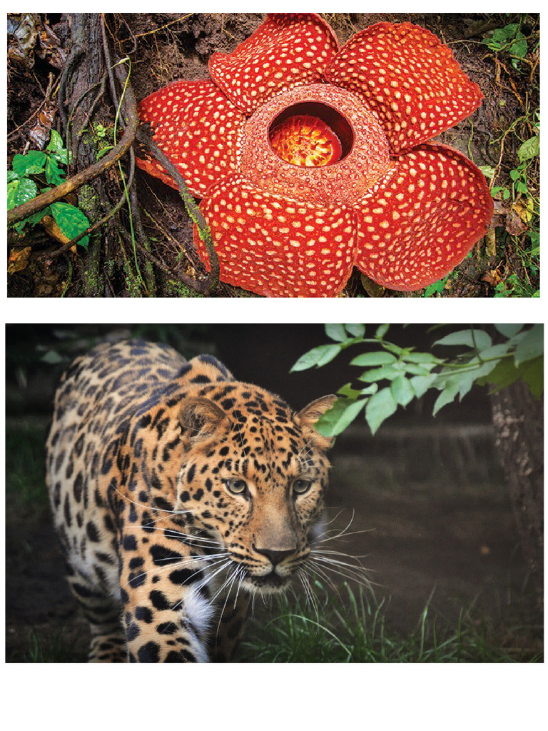 Flora Dan Fauna Jawa Barat | PDF