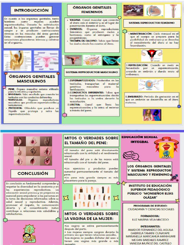 Triptico - Organos Genitales y Sistema Reproductivo | PDF