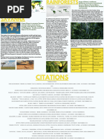 Ava'S - Amazon Rainforest Brochure | PDF | Amazon Rainforest | Trees