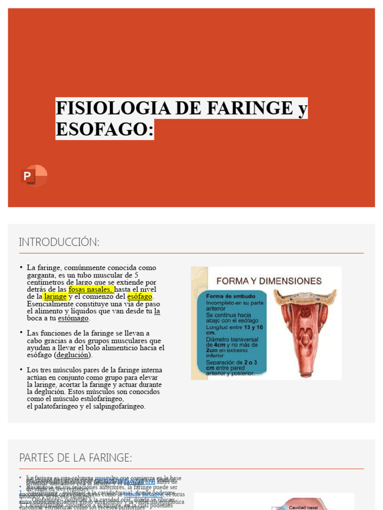 Faringe y Esofago | PDF | Esófago | Nervio vago