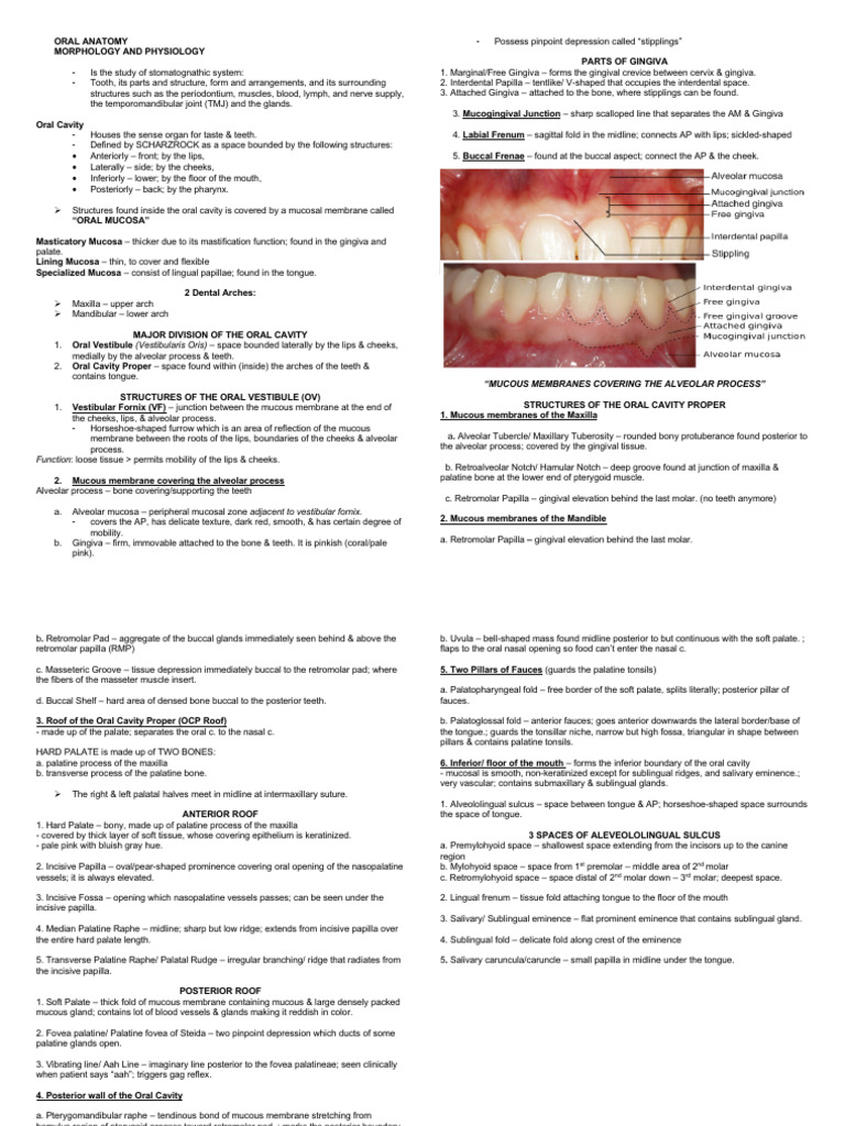 Oral Anatomy | PDF | Tongue | Human Anatomy