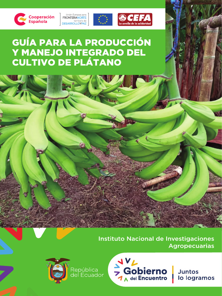 Guía para La Producción y Manejo Integrado Del Cultivo de Plátano | PDF | Fertilizante | Agricultura