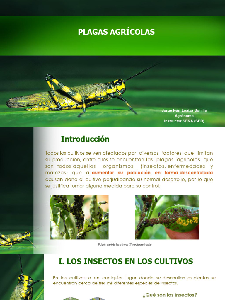 Definición de Plagas Agrícolas | PDF | Insectos | Depredación