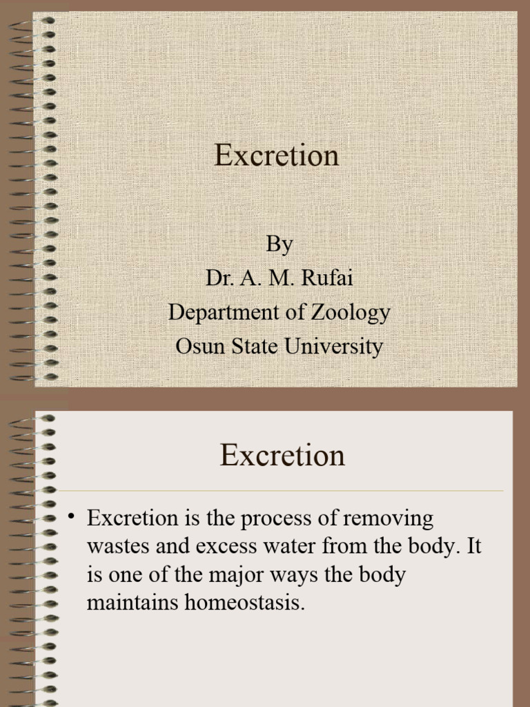 Excretory System | PDF | Kidney | Organ (Anatomy)