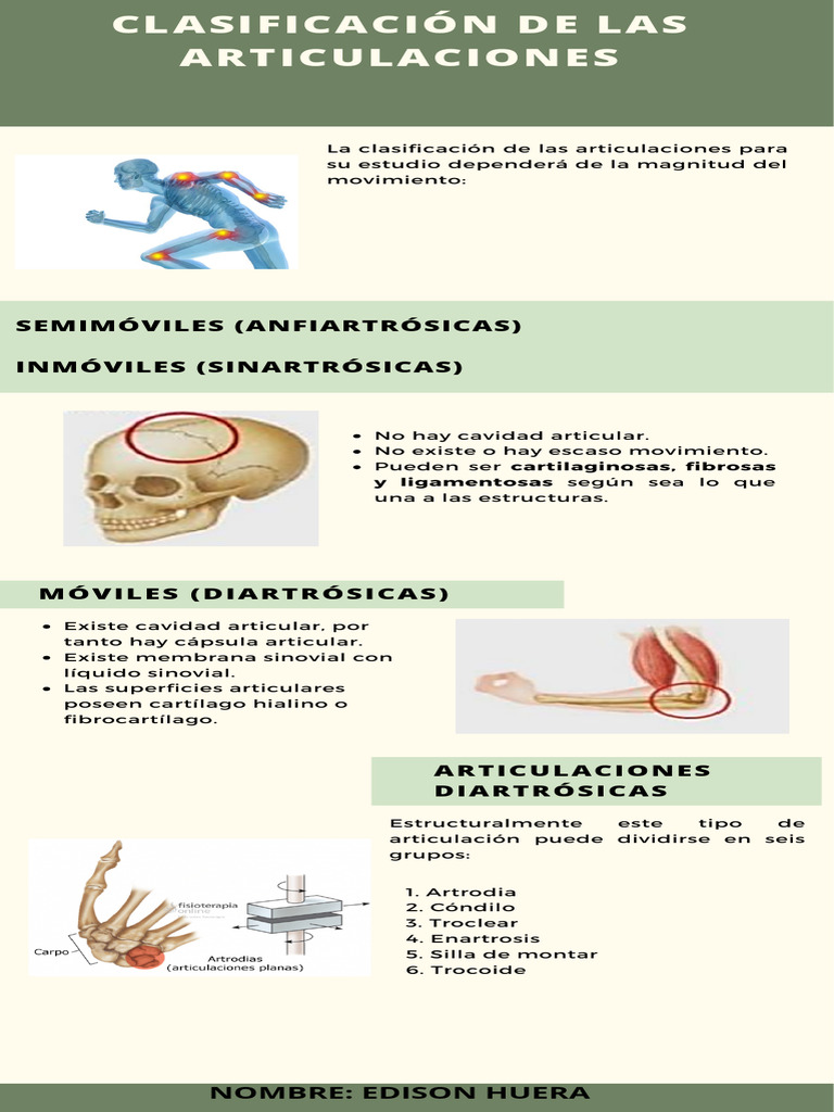Infografía Clasificación de Las Articulaciones | PDF