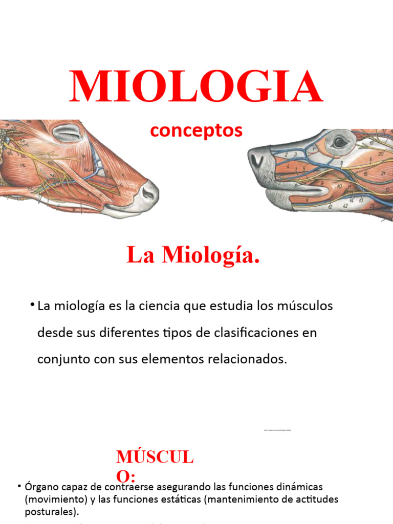 Miologia General Y De La Cabeza A2020 Pdf Músculo Esquelético