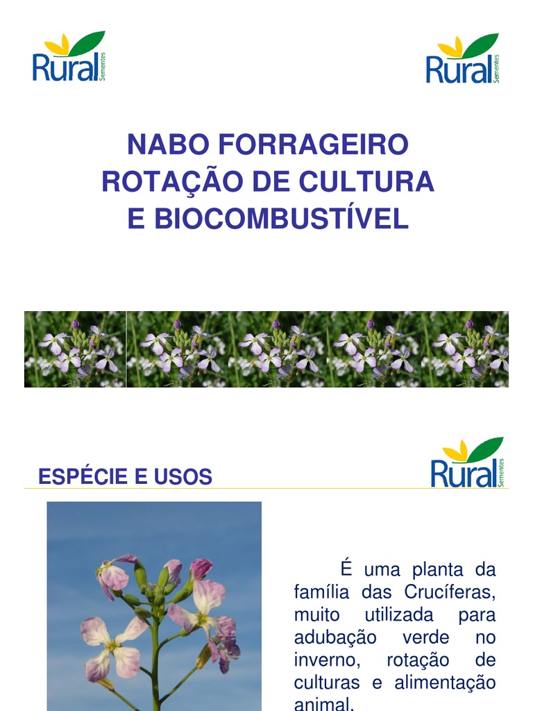 Nabo Forrageiro | PDF | Rotação de culturas | Fertilizante