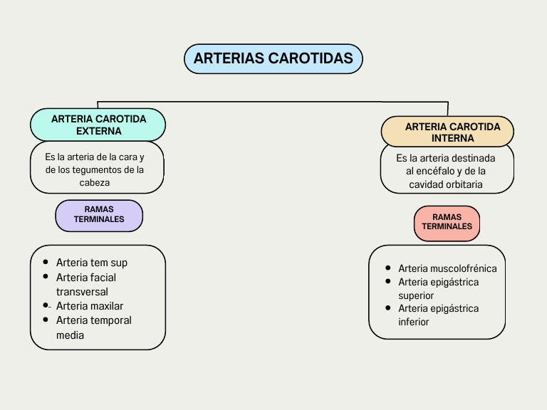 Mapa Conceptual de Arteria Carotida - 20231001 - 210517 - 0000 | PDF