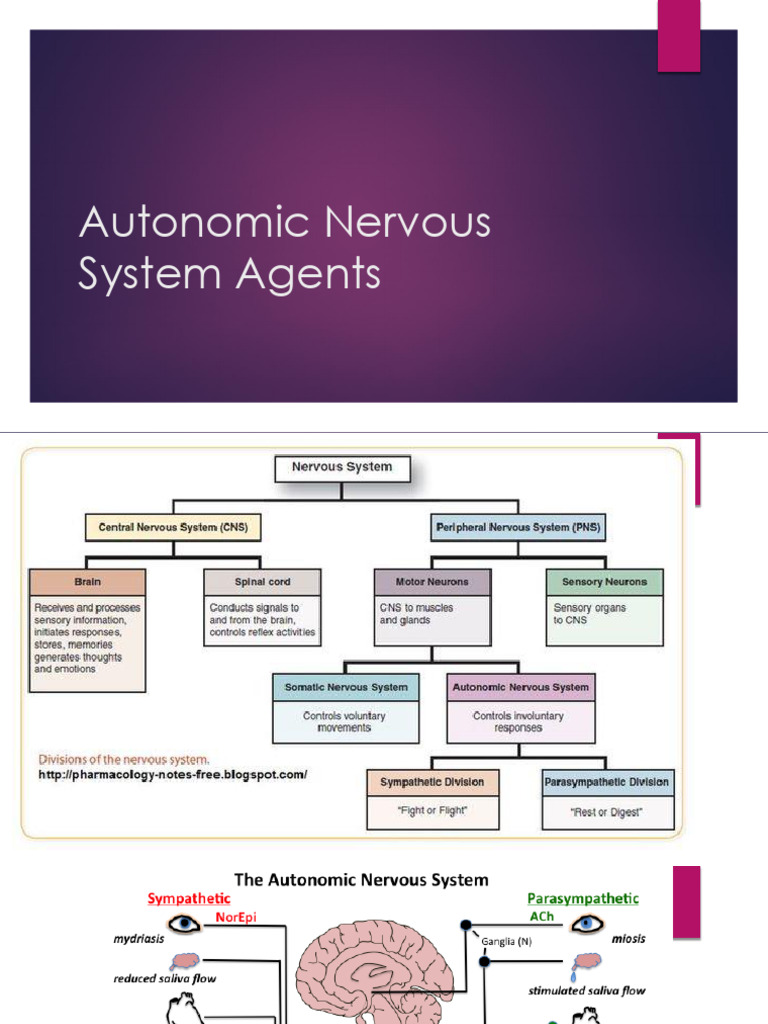 Autonomic Nervous System Agents | PDF | Acetylcholine | Neurotransmitter