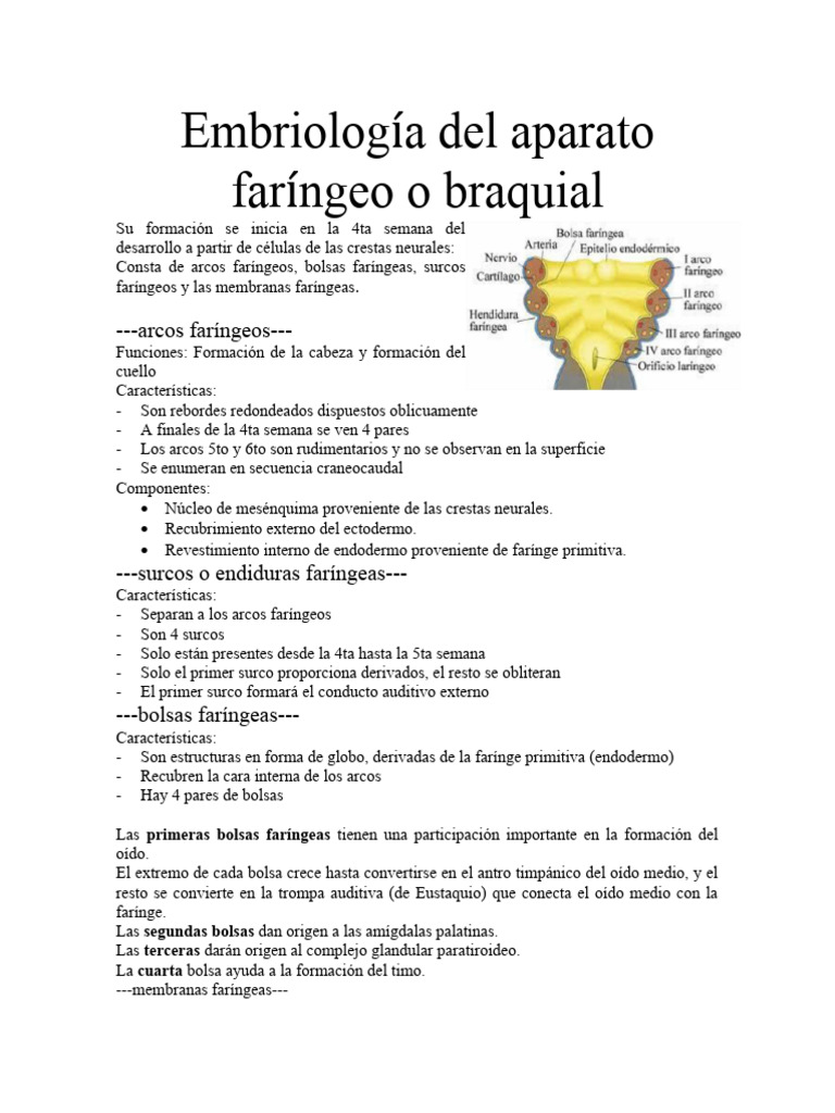Embriología del aparato faríngeo | PDF | Laringe | Morfología (biología)