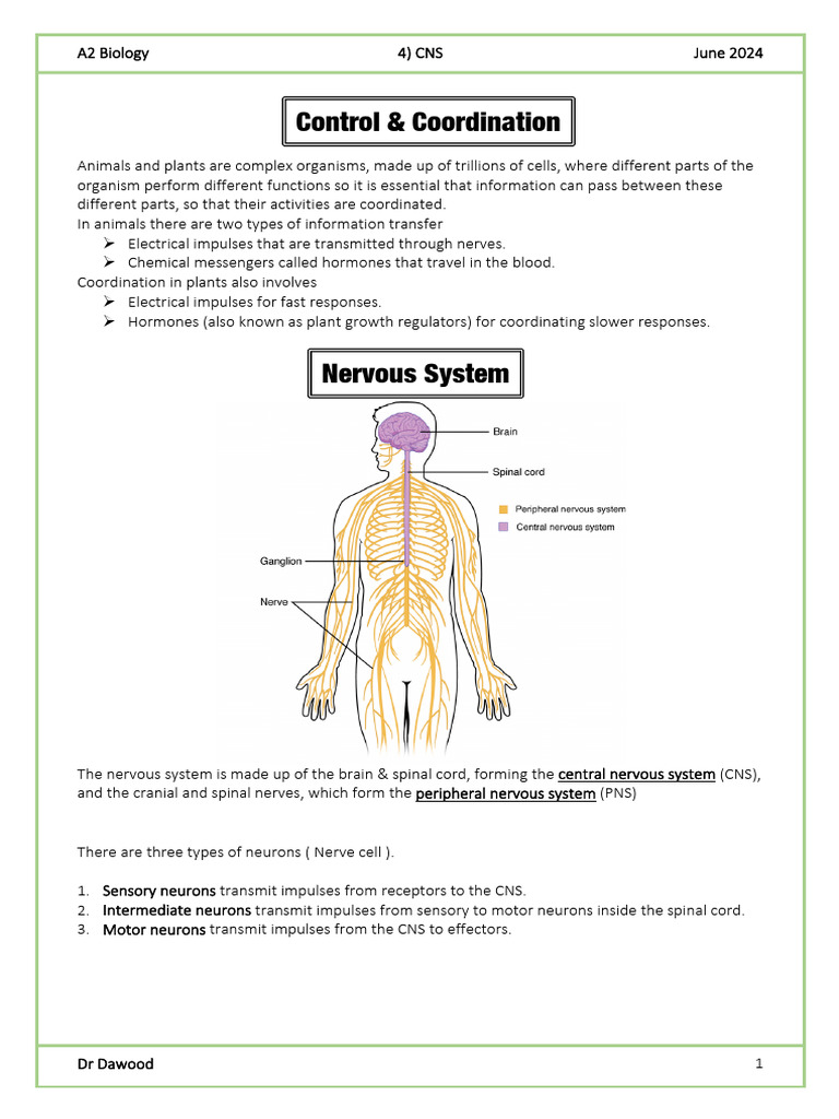 CH 4 - Coordination | PDF | Action Potential | Chemical Synapse