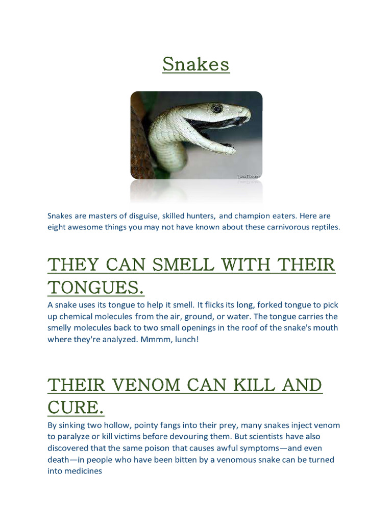 The Snakes | PDF