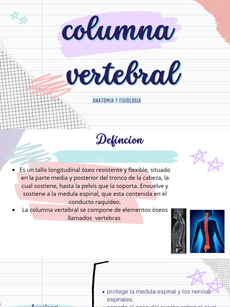 Anatomía de la Columna Vertebral | PDF