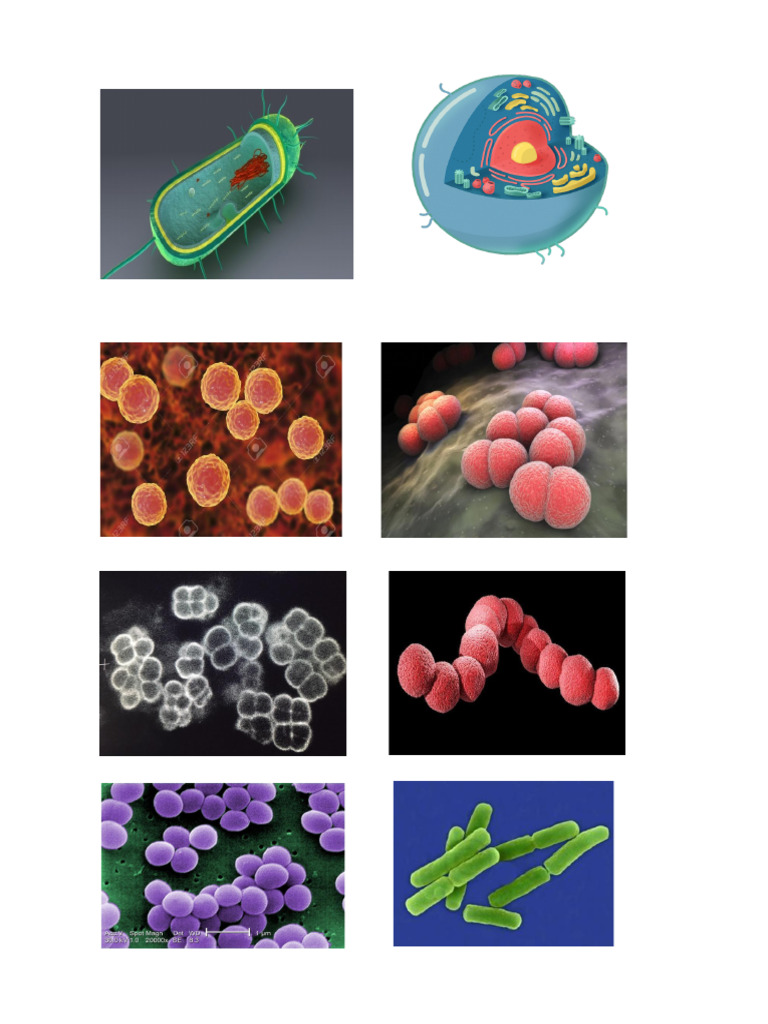 formas celulares | PDF