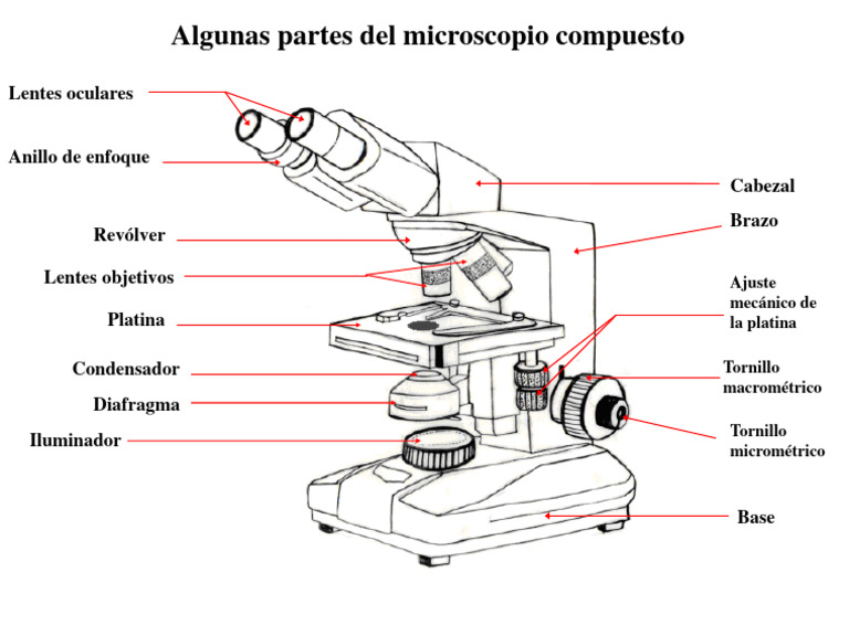 Partes De Un Microscopio óptico Compuesto