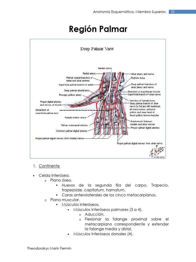 Region Palmar | PDF | Sistema musculoesquelético | Extremidades (anatomía)