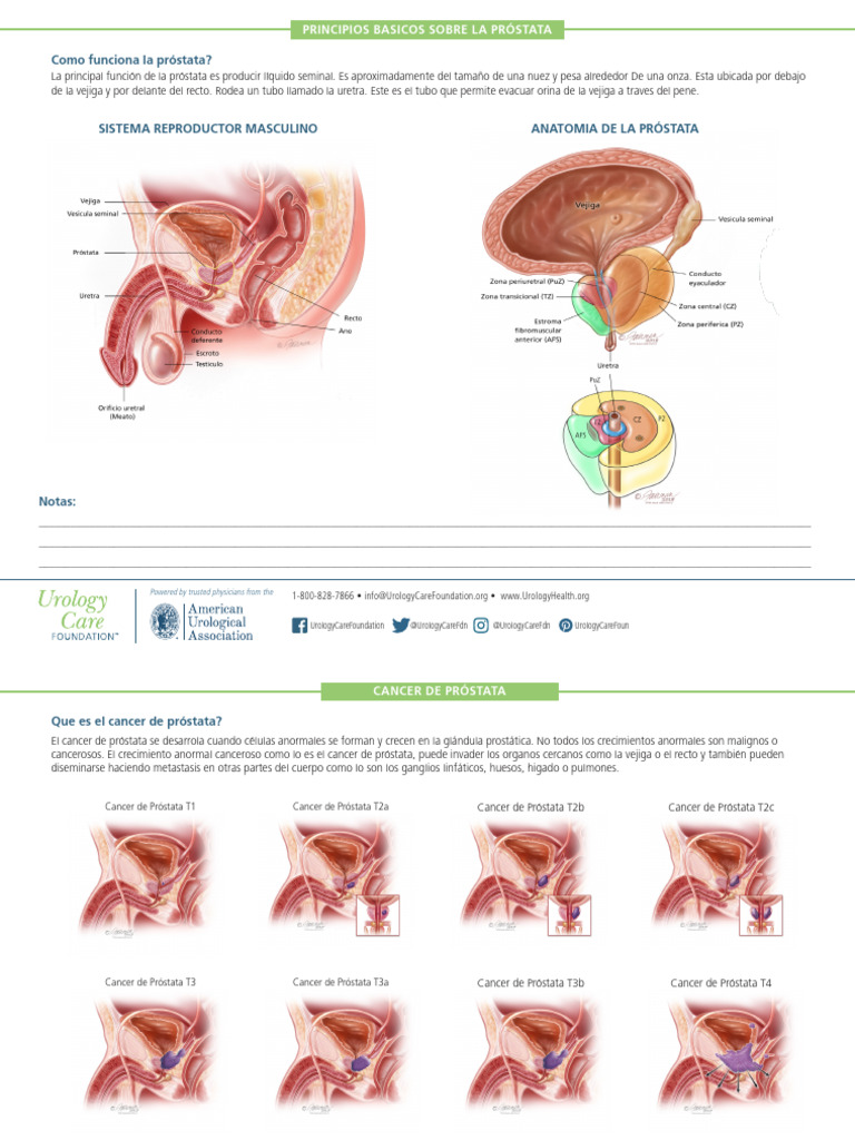 Prostate-Health-Basics-Fact Sheet-Spanish | PDF | Próstata | Cáncer