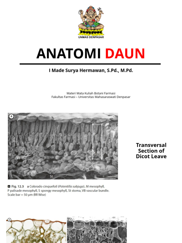 Anatomi Daun | PDF