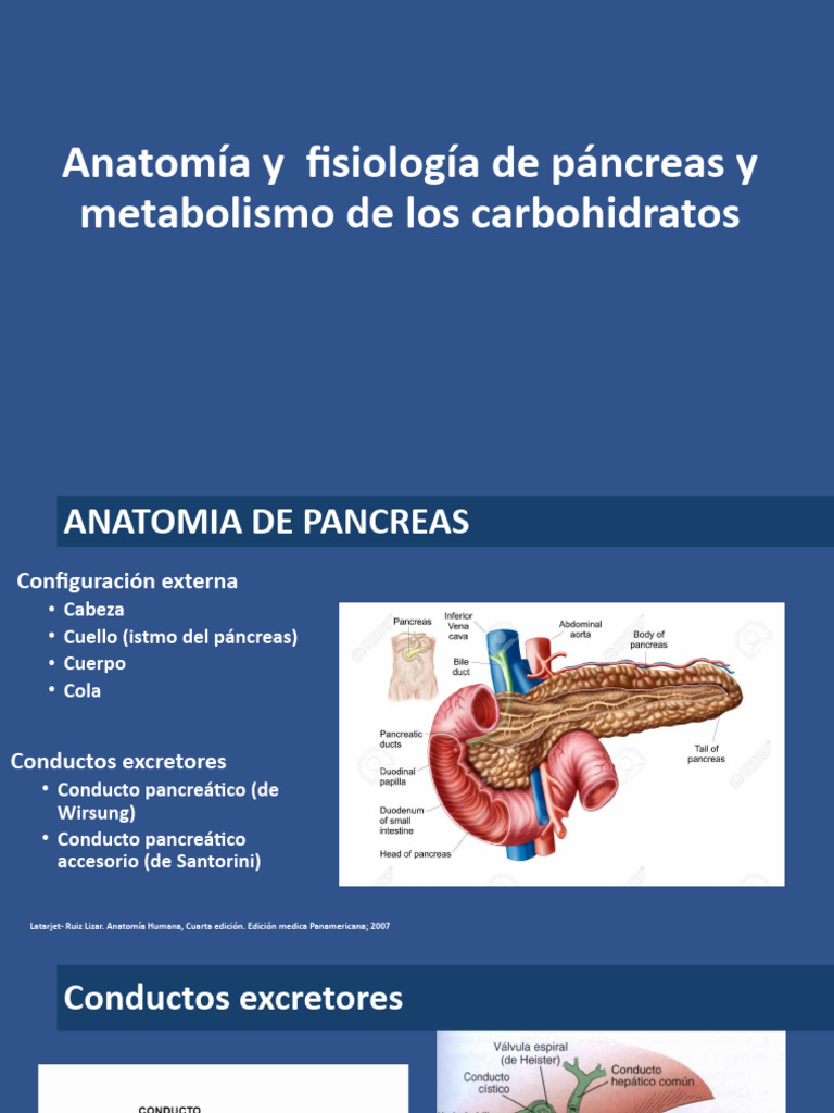 Anatomía y Fisiología de Páncreas y Metabolismo de | PDF | Insulina ...