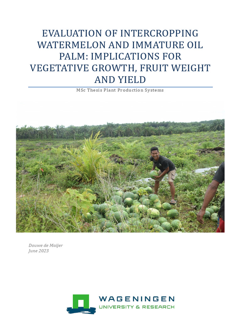 Evaluation of Intercropping Watermelon and Immatu | PDF | Palm Oil | Agriculture