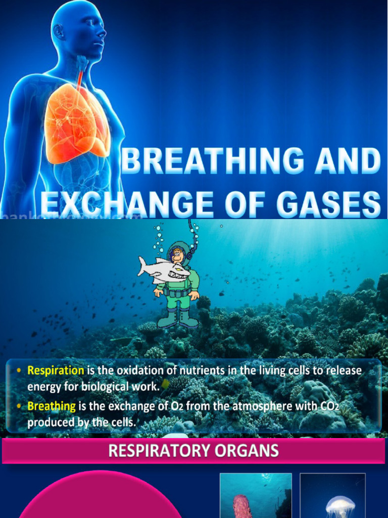 Breathing and Exchange of Gases | PDF