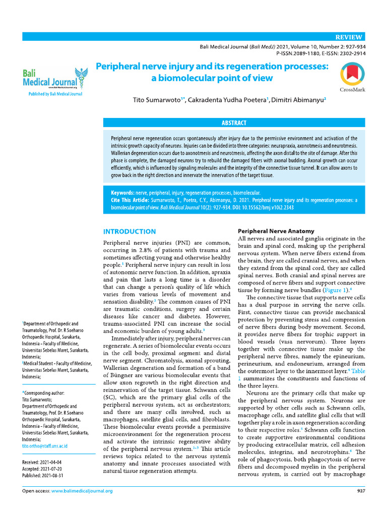 Peripheral Nerve Injury Pdf