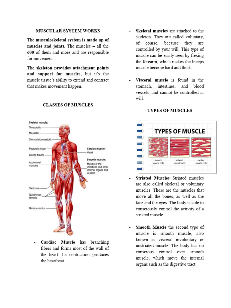 Reviewer Medterm | PDF | Anatomical Terms Of Motion | Heart