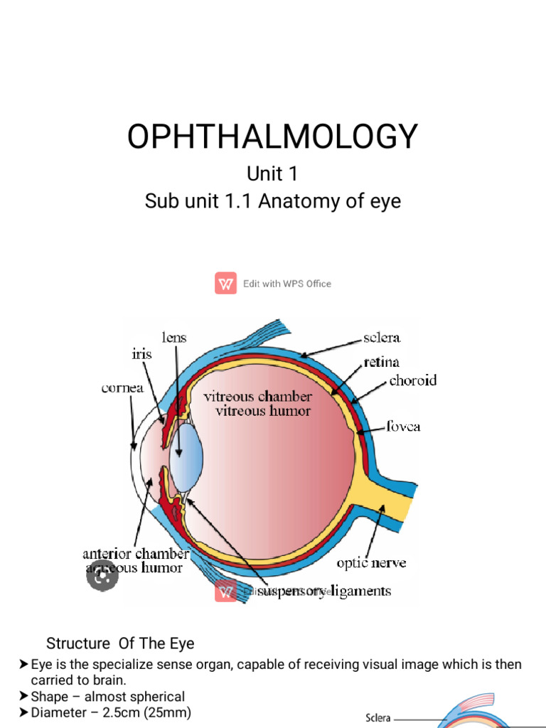 Structure of Eye | PDF | Human Eye | Eye