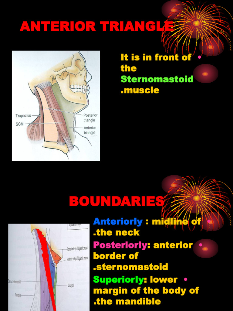Anterior Triangle | PDF | Common Carotid Artery | Neck