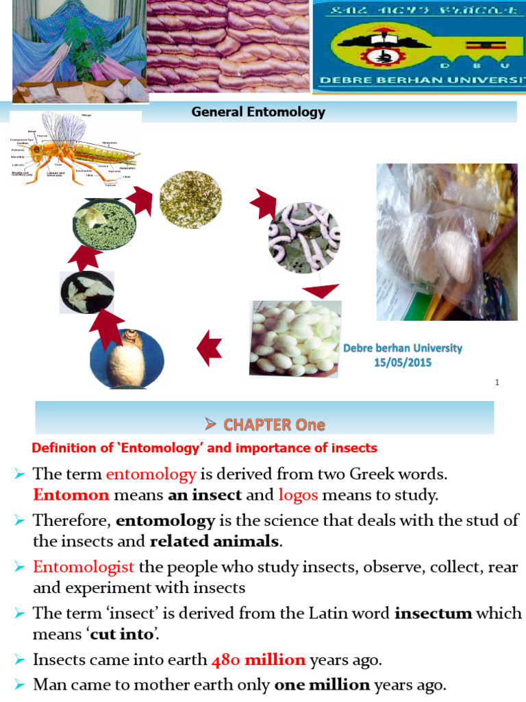 Overview of General Entomology | PDF | Insects | Gill