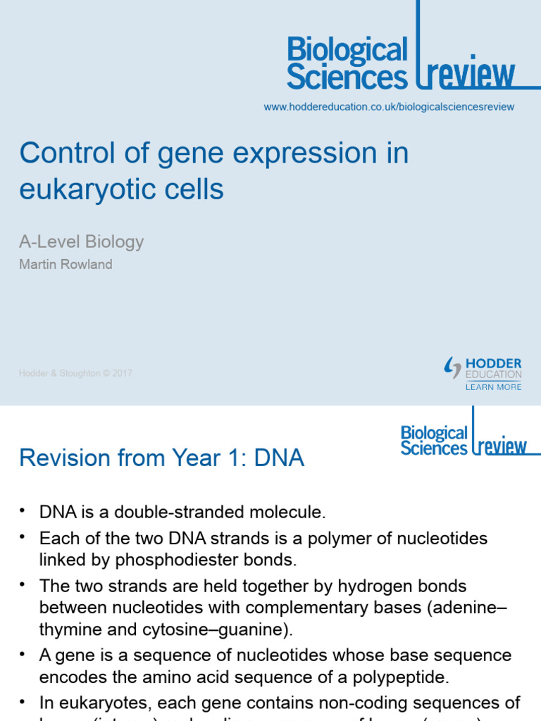 Eukaryotic Gene Expression Control | PDF | Gene | Dna