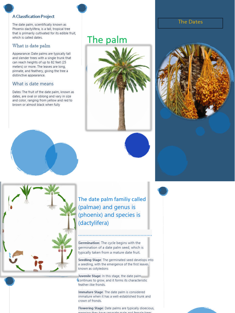 A Classfication Project Pdf