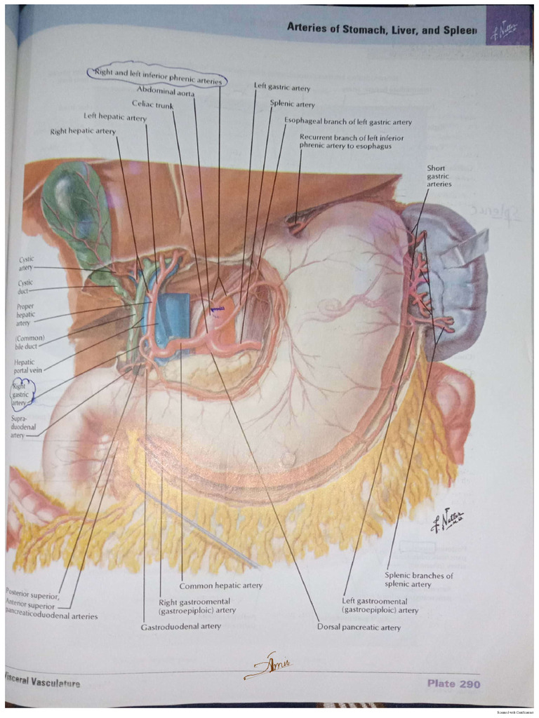 Atlas Ospe 2nd Year | PDF