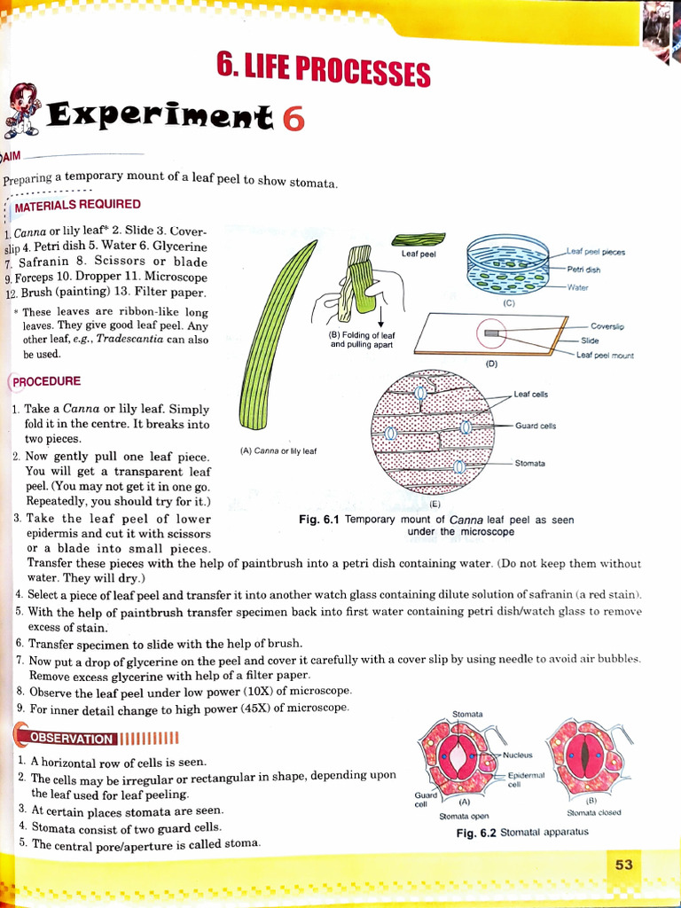 Biology Practical File Work | PDF | Stoma | Leaf
