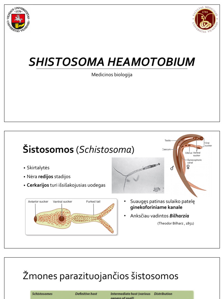 S Haematobium | PDF