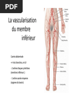 Vascularisation Du Membre Inferieur | PDF | Main | Jambe humaine