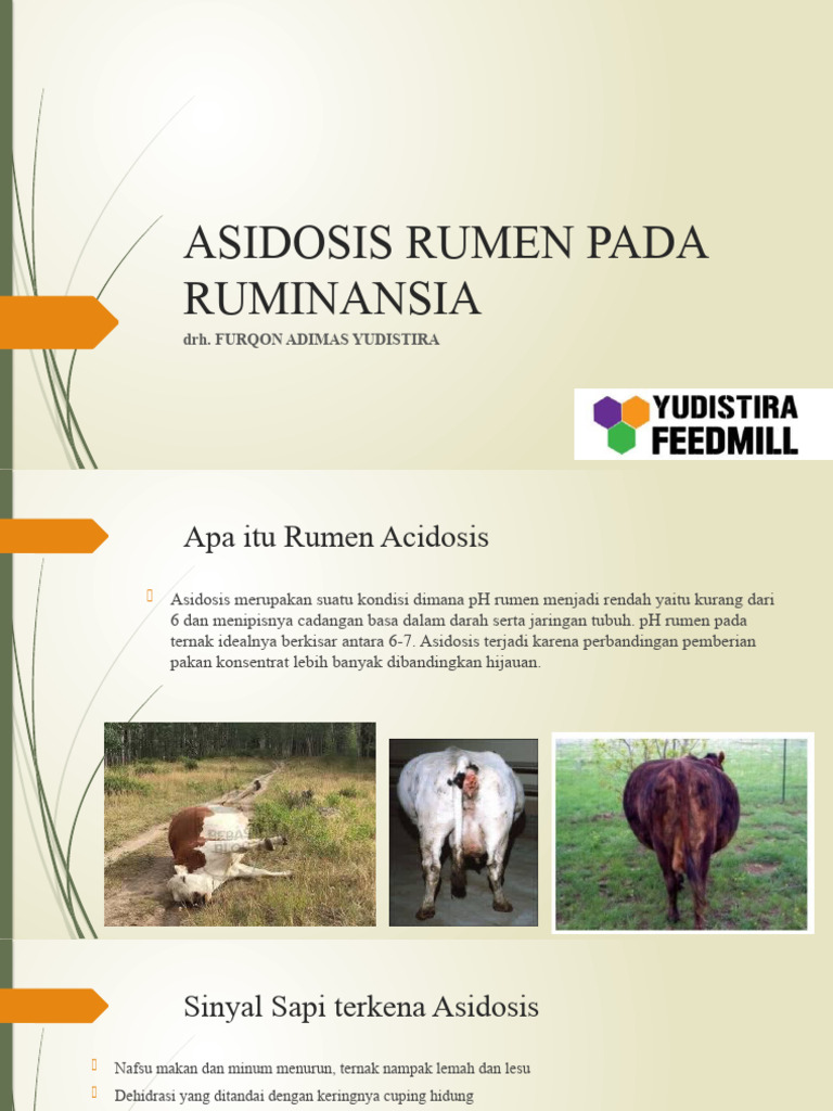 Rumen Acidosis | PDF